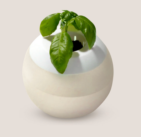 Hydropod Indoor Planter (Sweet Basil) – BeKind by Alltrue